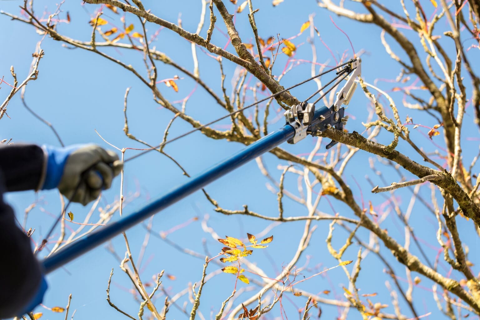 The Importance of Winter Dormant Pruning - Benson Landscape & Design